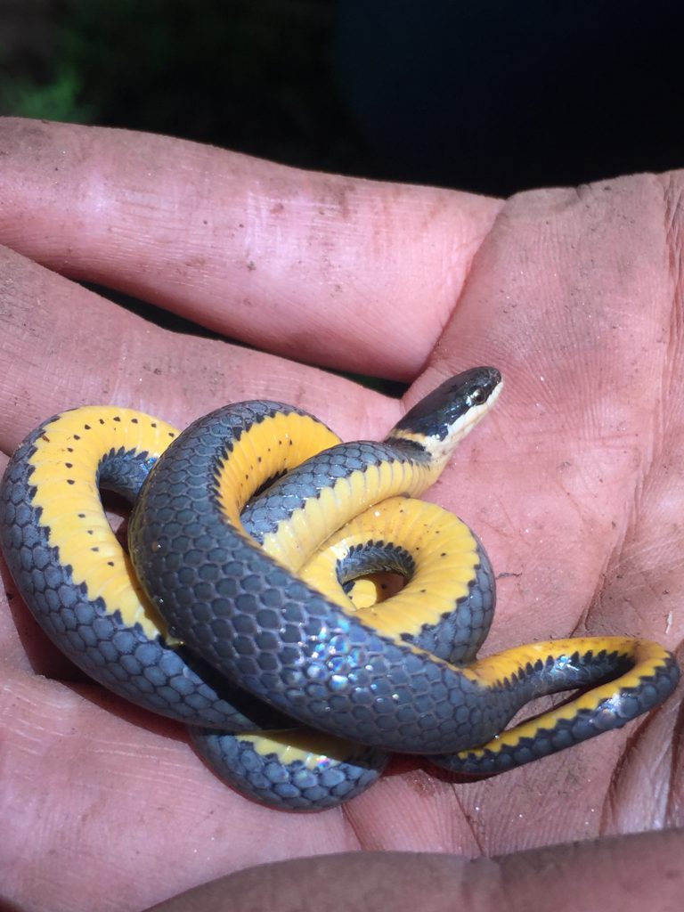 Northern ring-necked snake – Ecological Preserve
