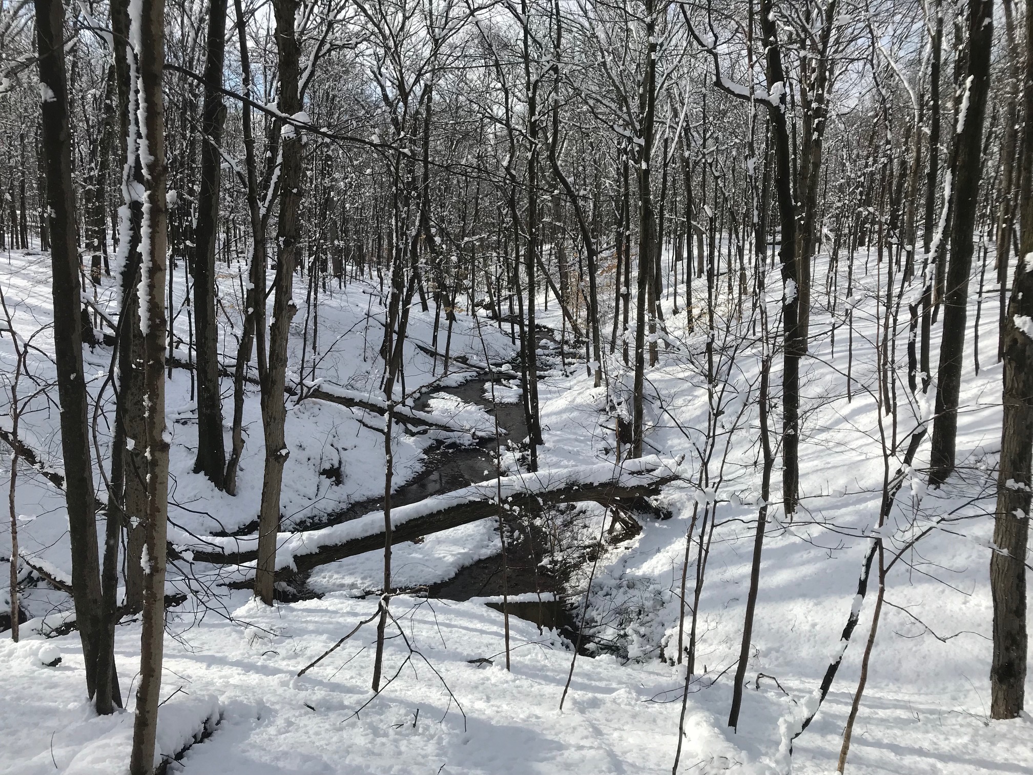 Early Spring Snowfall – Ecological Preserve