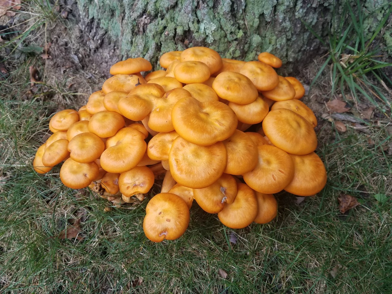 Fascinating Fungi: Mycology classes use EcoPreserve for field trips ...