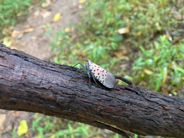 Spotted lanternfly research in the EcoPreserve – Ecological Preserve